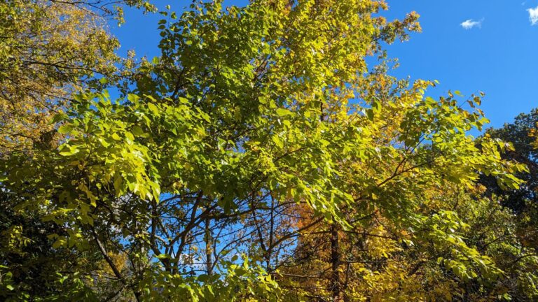 Want to help Newton's Tree Canopy thrive? Be a Tree Protector - Newton ...