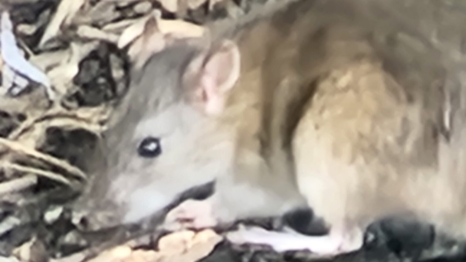 Swamp Things: Waban neighborhood inundated with water, rats, raccoons ...